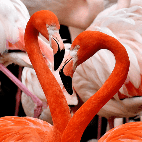 Le flamant rose, un animal fascinant | Magazine PONANT