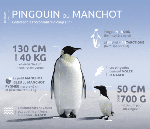 Pingouin ou Manchot : Comment Faire la Différence ? | Magazine PONANT