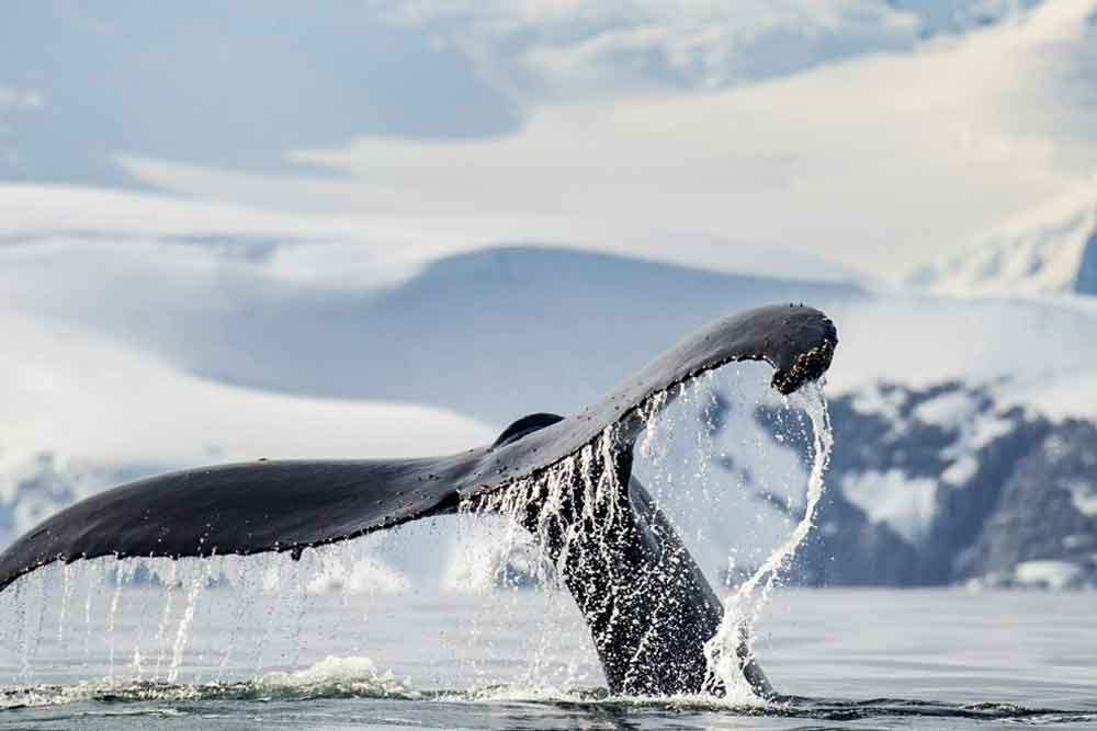 The whale marathon... | Magazine PONANT