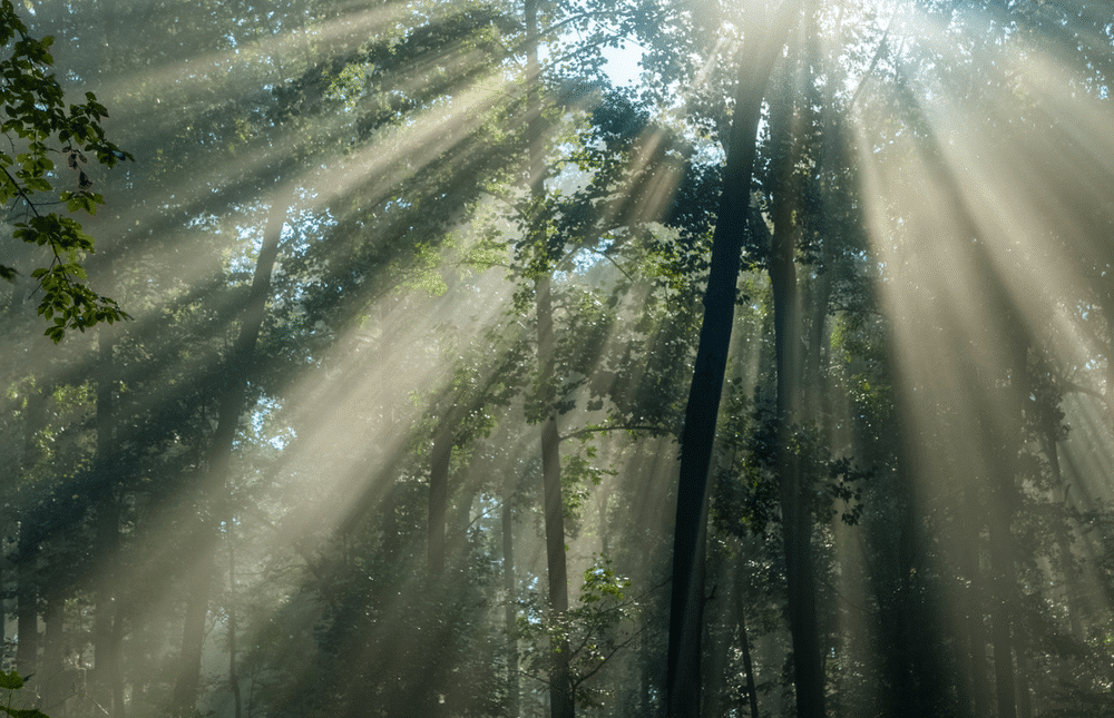 Les Plus Belles Forêts Primaires Du Monde | Magazine PONANT | Magazine ...