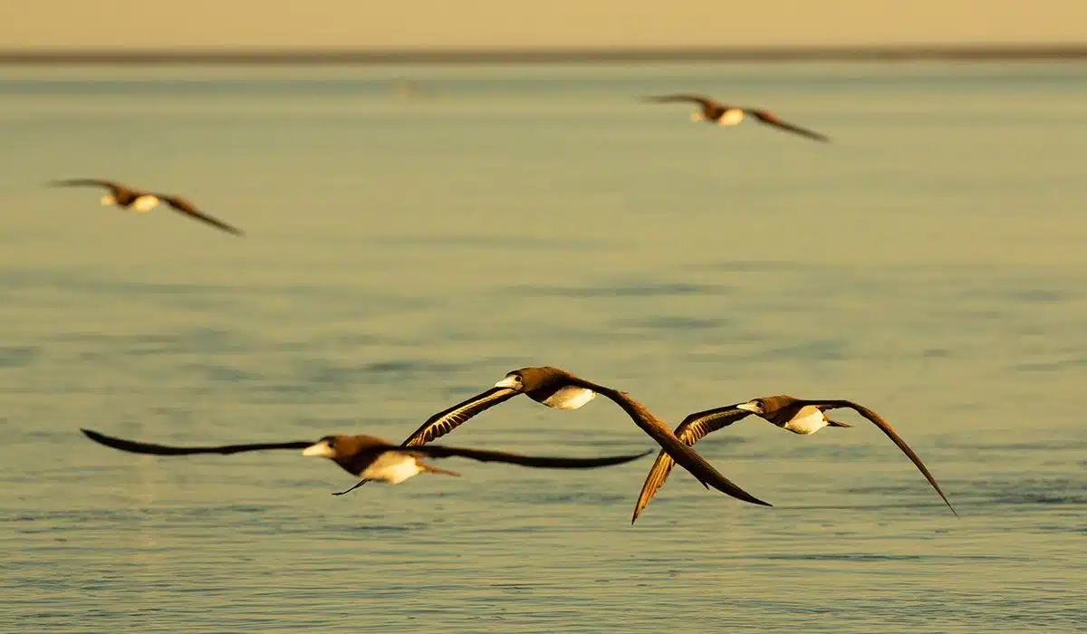 The Kimberley’s Lacepede Islands | PONANT Magazine