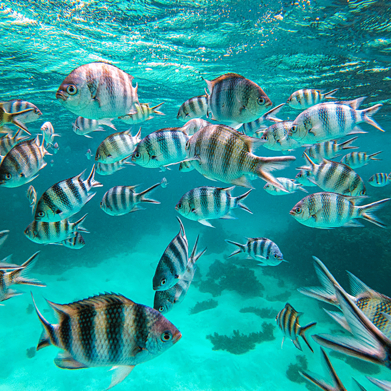 Diving in the Seychelles: The Splendour of the Seabed | PONANT Magazine