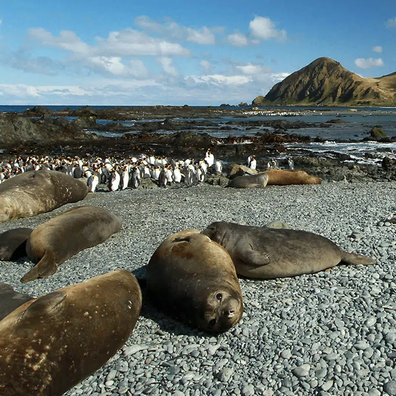 Expedition Story in the Heart of the Subantarctic Islands of Australia ...