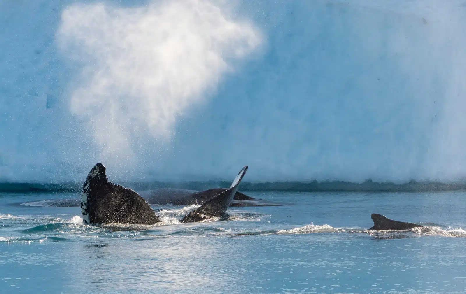 Citizen Science & Whale Watching: Interview with Ted Cheeseman ...